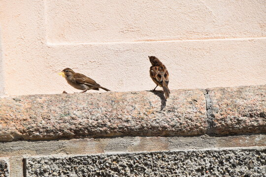 Passerotti Images – Browse 94 Stock Photos, Vectors, and Video | Adobe ...