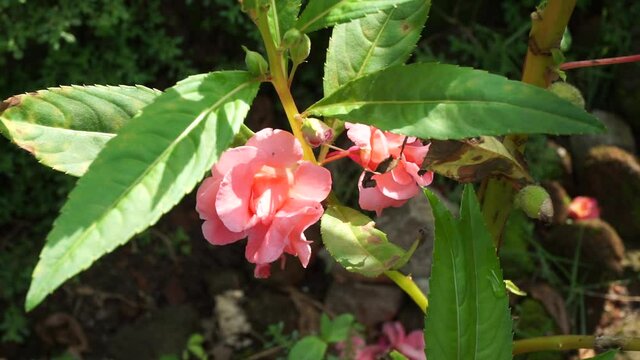 Snapweed Images – Browse 333 Stock Photos, Vectors, and Video | Adobe Stock