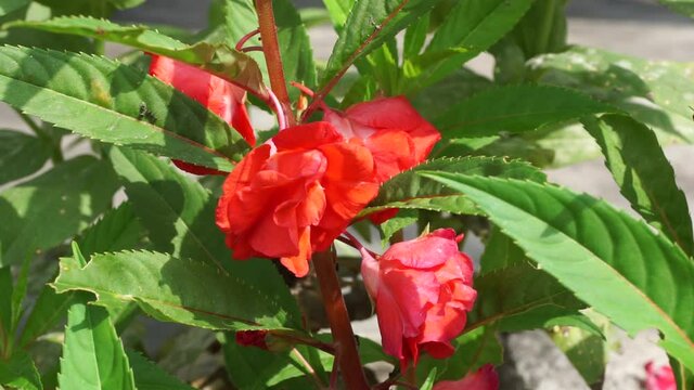 Snapweed Images – Browse 333 Stock Photos, Vectors, and Video | Adobe Stock