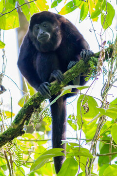 Imágenes de Olingo: descubre bancos de fotos, ilustraciones, vectores y ...