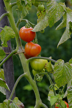 Semi-Ripe Images – Browse 227 Stock Photos, Vectors, and Video | Adobe ...