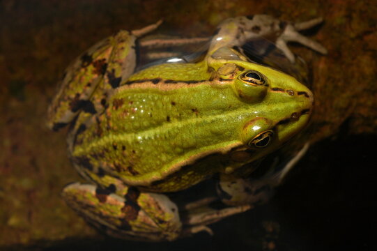 รูปภาพOuaouaron – เลือกดูภาพถ่ายสต็อก เวกเตอร์ และวิดีโอ74 | Adobe Stock