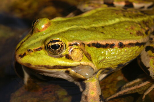 รูปภาพOuaouaron – เลือกดูภาพถ่ายสต็อก เวกเตอร์ และวิดีโอ74 | Adobe Stock