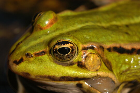 รูปภาพOuaouaron – เลือกดูภาพถ่ายสต็อก เวกเตอร์ และวิดีโอ74 | Adobe Stock