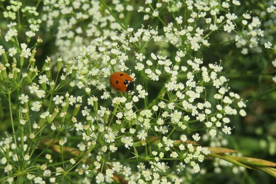 Prionia Bilder – Durchsuchen 171 Archivfotos, Vektorgrafiken und Videos ...