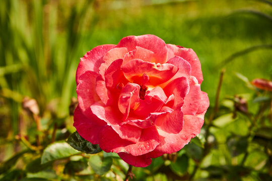 รูปภาพ"Pink Rose" – เลือกดูภาพถ่ายสต็อก เวกเตอร์ และวิดีโอ20,163 ...
