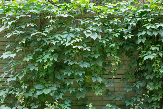 Entwined Images – Browse 12,629 Stock Photos, Vectors, and Video ...