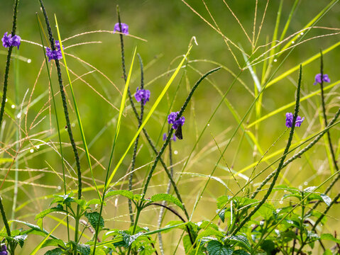 "Snake Weed" Images – Browse 38 Stock Photos, Vectors, and Video ...