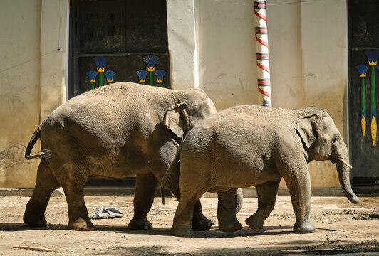 「Pachiderma」の写真素材 | 819件の無料イラスト画像 | Adobe Stock