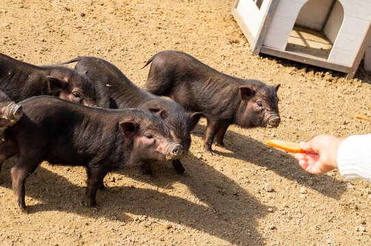 "Black Pigs" Imagens – Procure 487 fotos, vetores e vídeos | Adobe Stock