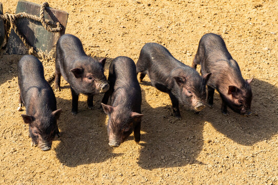 "Black Pigs" Images – Browse 481 Stock Photos, Vectors, and Video ...