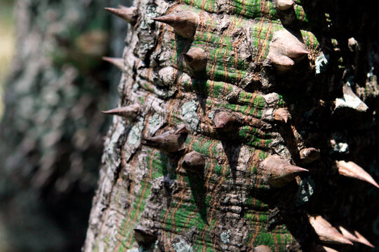 "Thorn Tree" Images – Parcourir 2,803 le catalogue de photos, vecteurs ...
