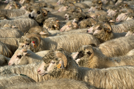 Owce Images – Browse 1,456 Stock Photos, Vectors, and Video | Adobe Stock