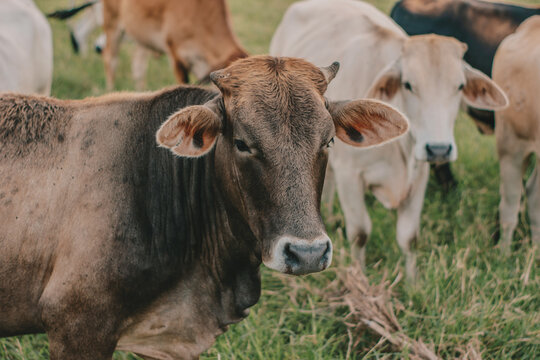 รูปภาพ"Vaca – เลือกดูภาพถ่ายสต็อก เวกเตอร์ และวิดีโอ34,337 | Adobe Stock