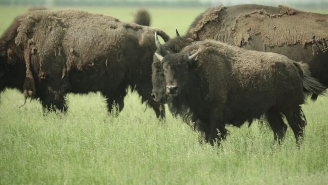 Graminivorous bilder – Bläddra bland 524 stockfoton, vektorer och ...