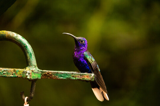 Sabrewing Images – Browse 1,001 Stock Photos, Vectors, and Video ...