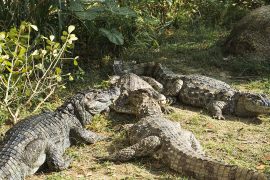 「De-Skinned」の画像 - 2,215 件の Stock 写真、ベクターおよびビデオ | Adobe Stock