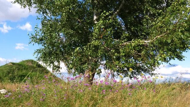 Bearch 이미지 – 찾아보기 213 스톡 사진, 벡터 및 비디오 | Adobe Stock