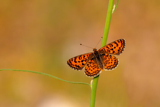 「Iparhan」の写真素材 | 86件の無料イラスト画像 | Adobe Stock