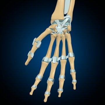 Gliding Joint Diagram