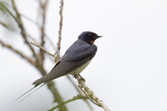 "Martlet-Bilder: Stock-Fotos & -Videos. | Adobe Stock