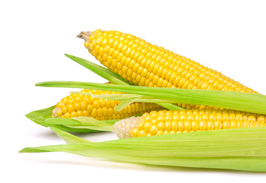 "Corn Background" Images – Browse 355 Stock Photos, Vectors, and Video | Adobe Stock