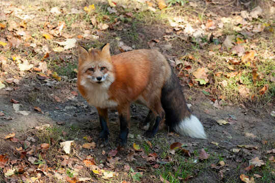 Schlaufuchs Bilder – Durchsuchen 12,270 Archivfotos, Vektorgrafiken und ...