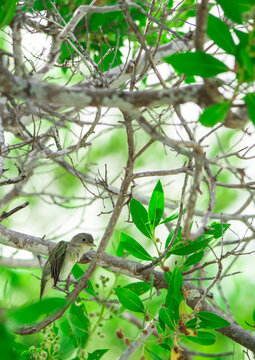 รูปภาพPajaron – เลือกดูภาพถ่ายสต็อก เวกเตอร์ และวิดีโอ12 | Adobe Stock