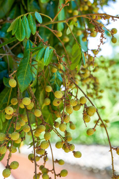 "Longan Tree" Images – Browse 101 Stock Photos, Vectors, and Video ...