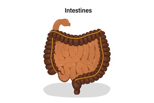 "Sigmoid Flexure" Billeder – Gennemse 499 stockfotos, vektorer og ...