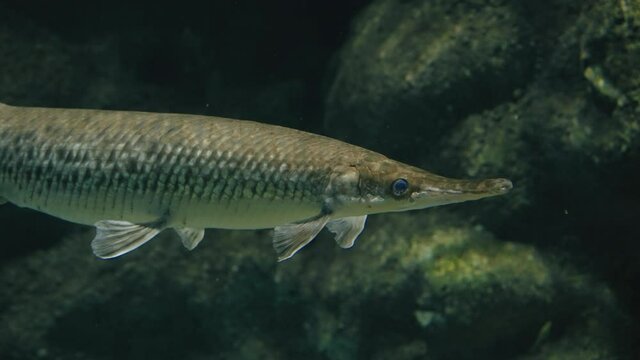 Lepisosteiformes Bilder – Durchsuchen 40 Archivfotos, Vektorgrafiken ...