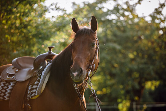 Westernpferd bilder – Bläddra bland 1,391 stockfoton, vektorer och ...