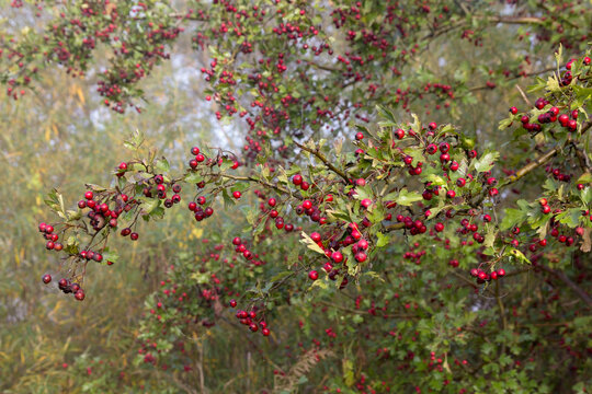 รูปภาพMooseberry – เลือกดูภาพถ่ายสต็อก เวกเตอร์ และวิดีโอ3,109 | Adobe ...