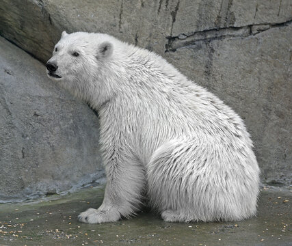 รูปภาพHypercarnivorous – เลือกดูภาพถ่ายสต็อก เวกเตอร์ และวิดีโอ368 ...