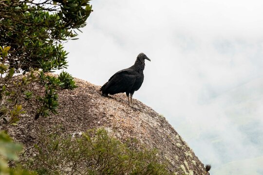 Abrute Images – Browse 10 Stock Photos, Vectors, and Video | Adobe Stock