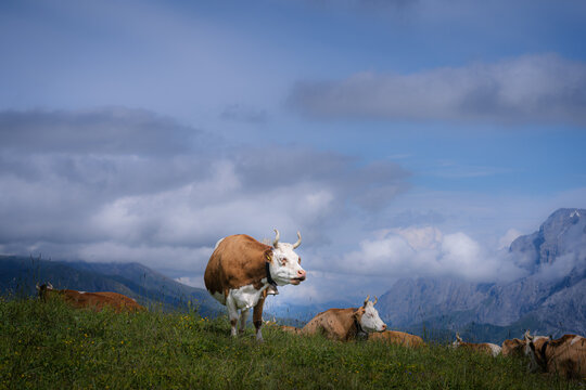 「Meugle」の写真素材 | 7件の無料イラスト画像 | Adobe Stock