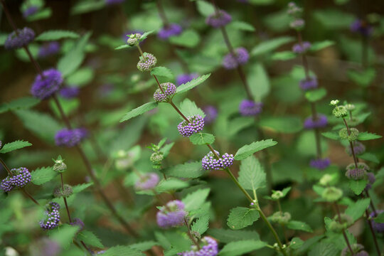 Bluebeard Images – Browse 867 Stock Photos, Vectors, and Video | Adobe ...