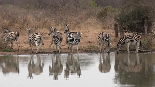 Graminivore Images – Parcourir 166 le catalogue de photos, vecteurs et ...