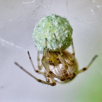 Redii Images – Browse 57 Stock Photos, Vectors, and Video | Adobe Stock