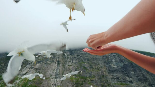 Gullible Imagens – Procure 6,397 fotos, vetores e vídeos | Adobe Stock