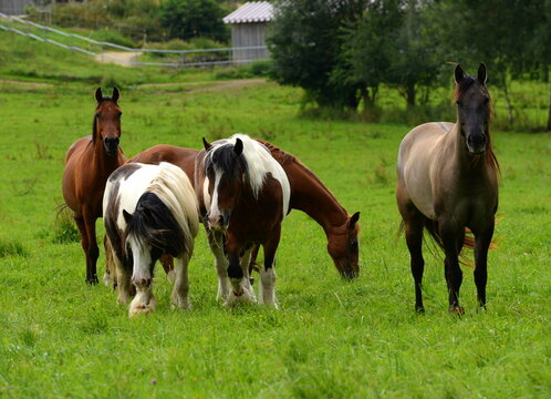 LAS 863 MEJORES IMÁGENES, FOTOS DE ARCHIVO Y VECTORES DE Fluchttier ...