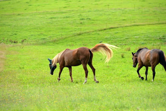「Fluchttier」の画像 - 864 件の Stock 写真、ベクターおよびビデオ | Adobe Stock