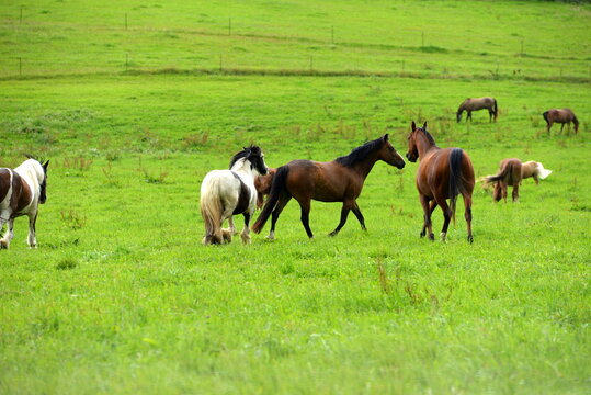 「Fluchttier」の画像 - 864 件の Stock 写真、ベクターおよびビデオ | Adobe Stock