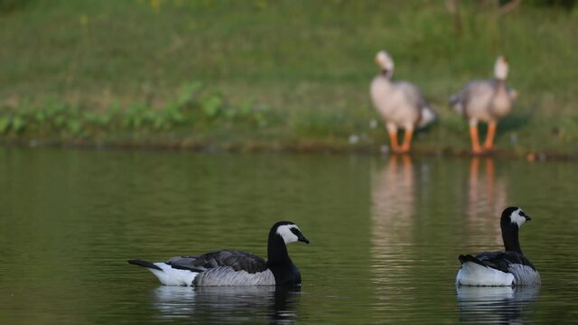 「Avialae」の画像 - 500 件の Stock 写真、ベクターおよびビデオ | Adobe Stock