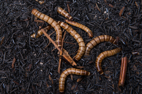 รูปภาพWriggle – เลือกดูภาพถ่ายสต็อก เวกเตอร์ และวิดีโอ29,394 | Adobe Stock