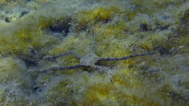 Obrázky Ophiuroidea – procházejte fotografie, vektory a videa 659 ...