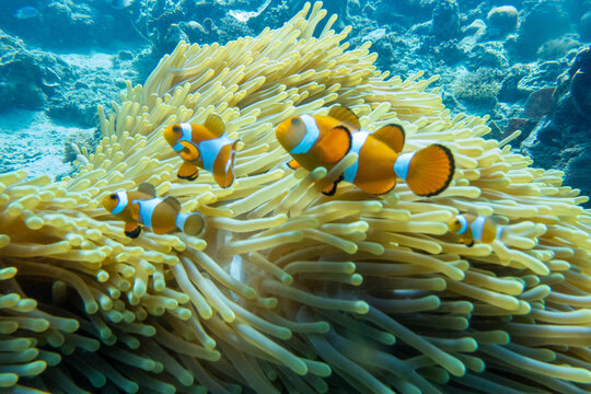 Free Wo Images – Browse 638 Free Stock Photos, Vectors, and Video ...