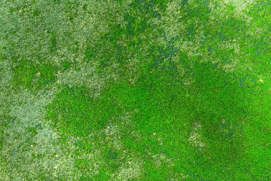 Grass Background Tile