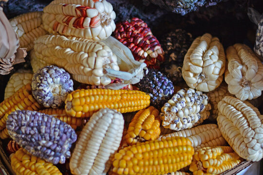 Imágenes de "Milho Cozido": descubre bancos de fotos, ilustraciones ...