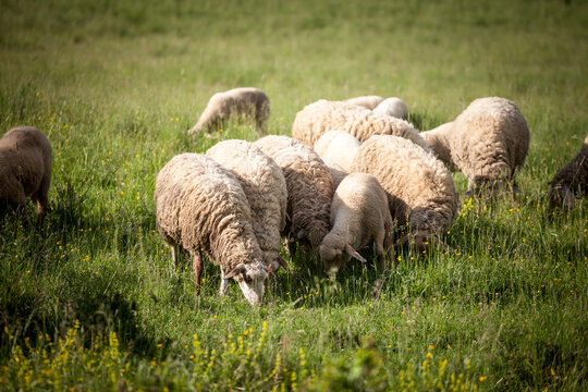 Ary bilder – Bläddra bland 51,090 stockfoton, vektorer och videor ...